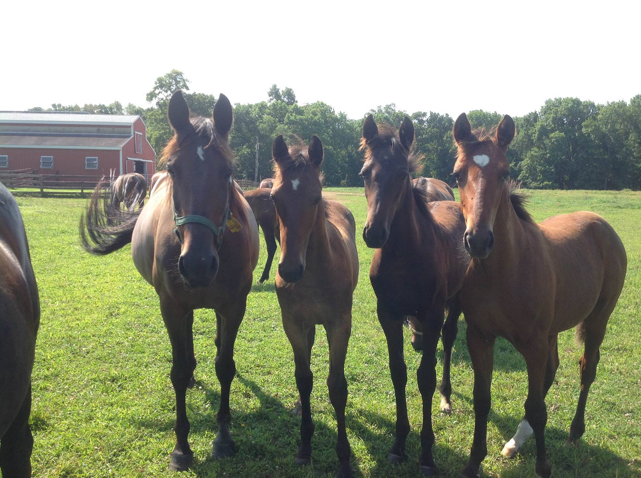 Yearlings – Walnridge Farm